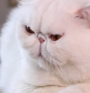 ASMR Cat (YouTuber) Wiki, Age, Career, Love Affair, Real Name - Pop Creep