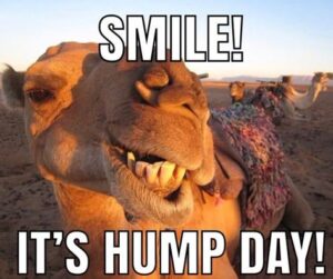 Hump Day Meme Meaning and Origin - Pop Creep
