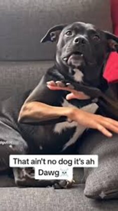 If You Grab Me, I’mma Bite You The AI Dog Meme - Pop Creep